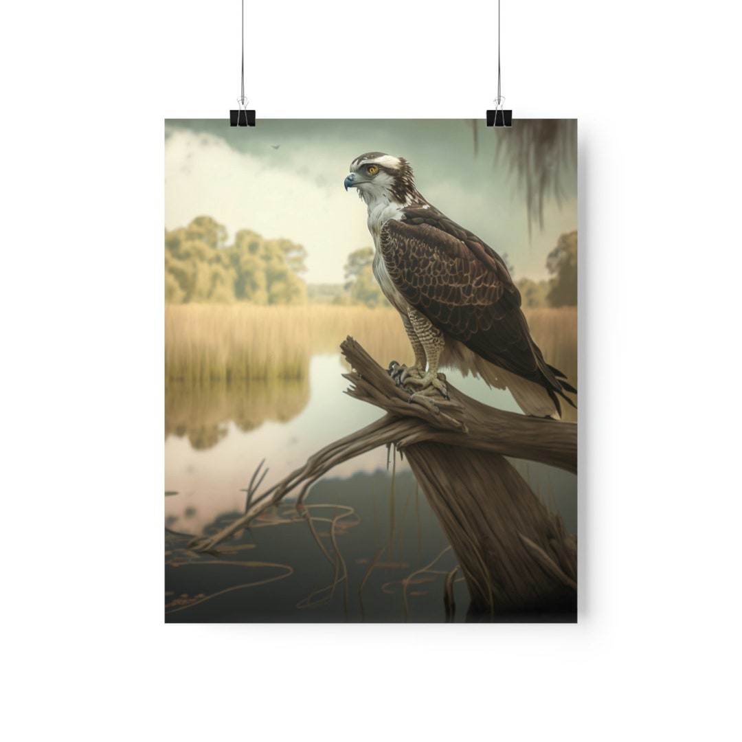 Osprey Print | Birder Gift | Bird Decal | Animal Decor - Etsy