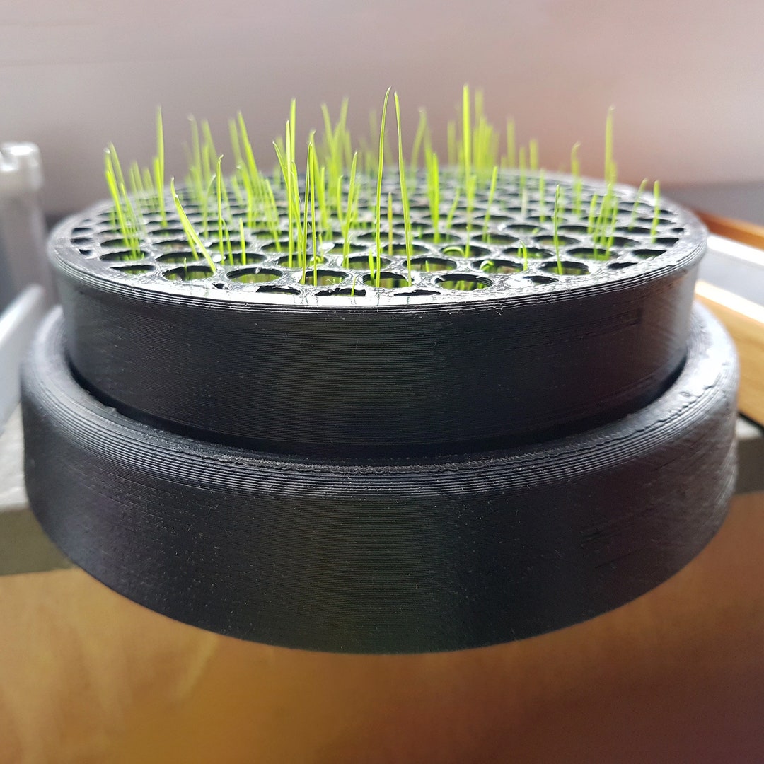 Cat Grass Planter, Organic Growing Kit, Healthy Pet Treat, Sustainable ...
