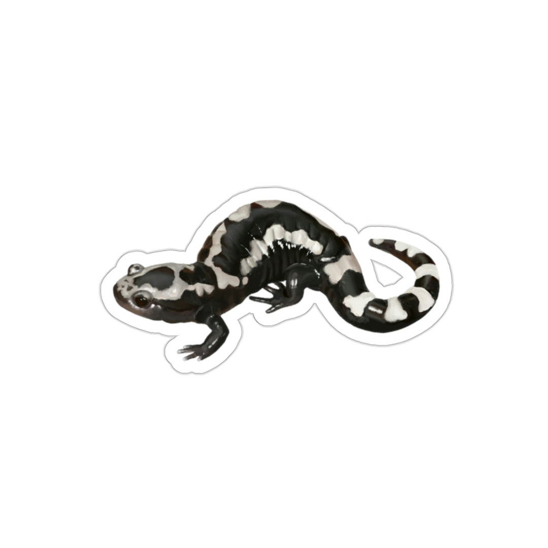 Illustrated Marbled Salamander Sticker - Etsy