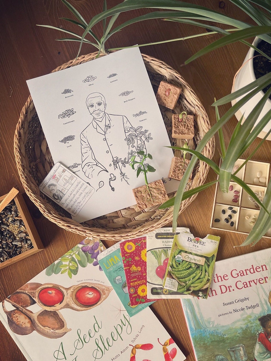 Seeds, Plant Life Cycle, George Washington Carver Unit Study - Etsy