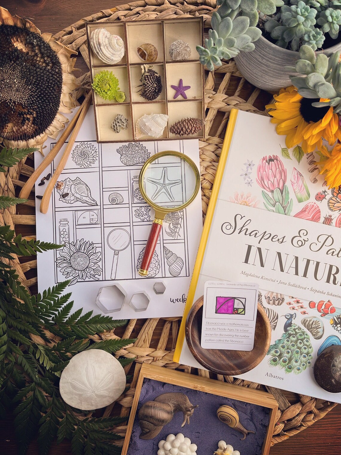 Math in Nature, Snails and Fibonacci Unit Study - Etsy