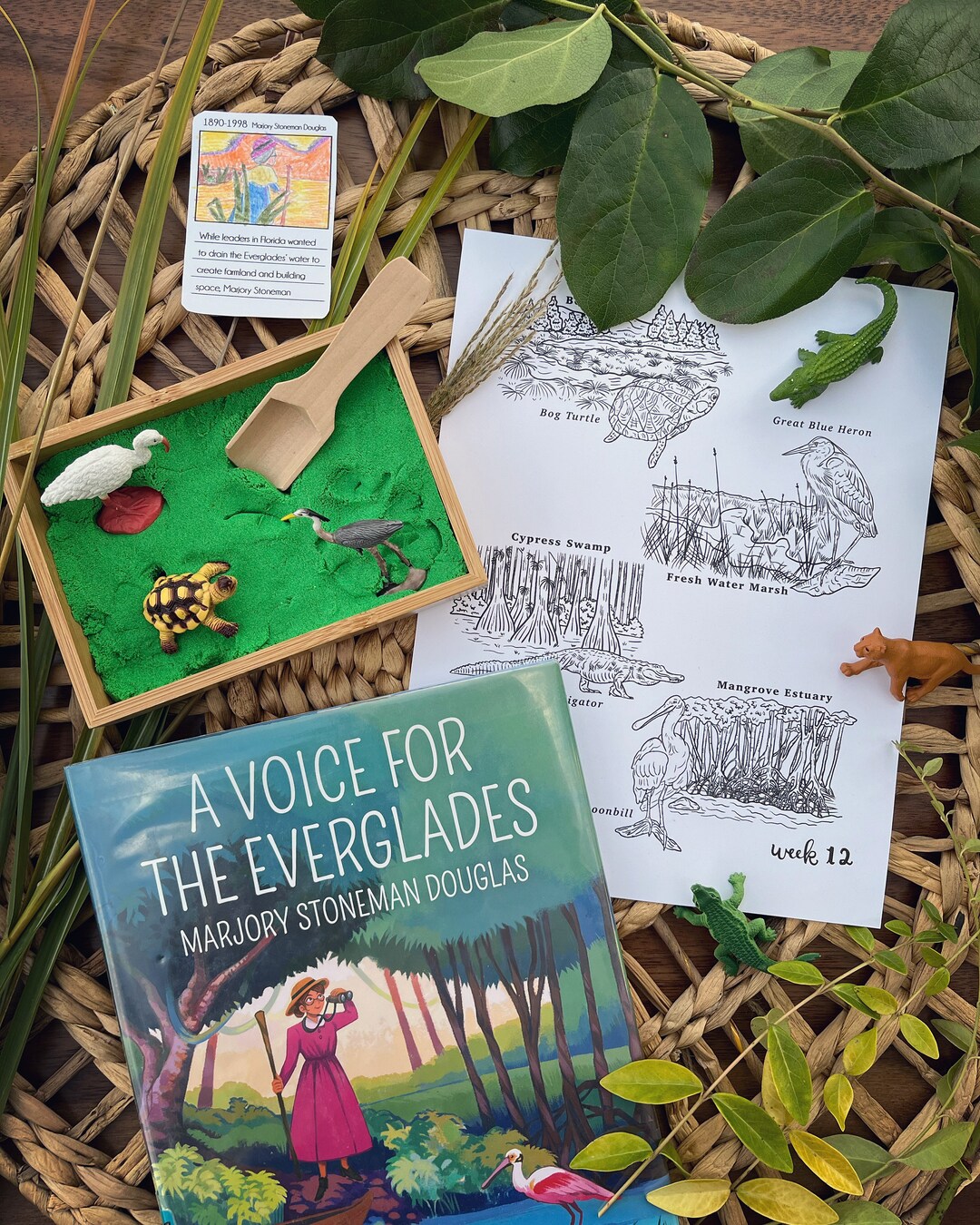 Wetlands, the Everglades and Marjory Stoneman Douglas Unit Study - Etsy