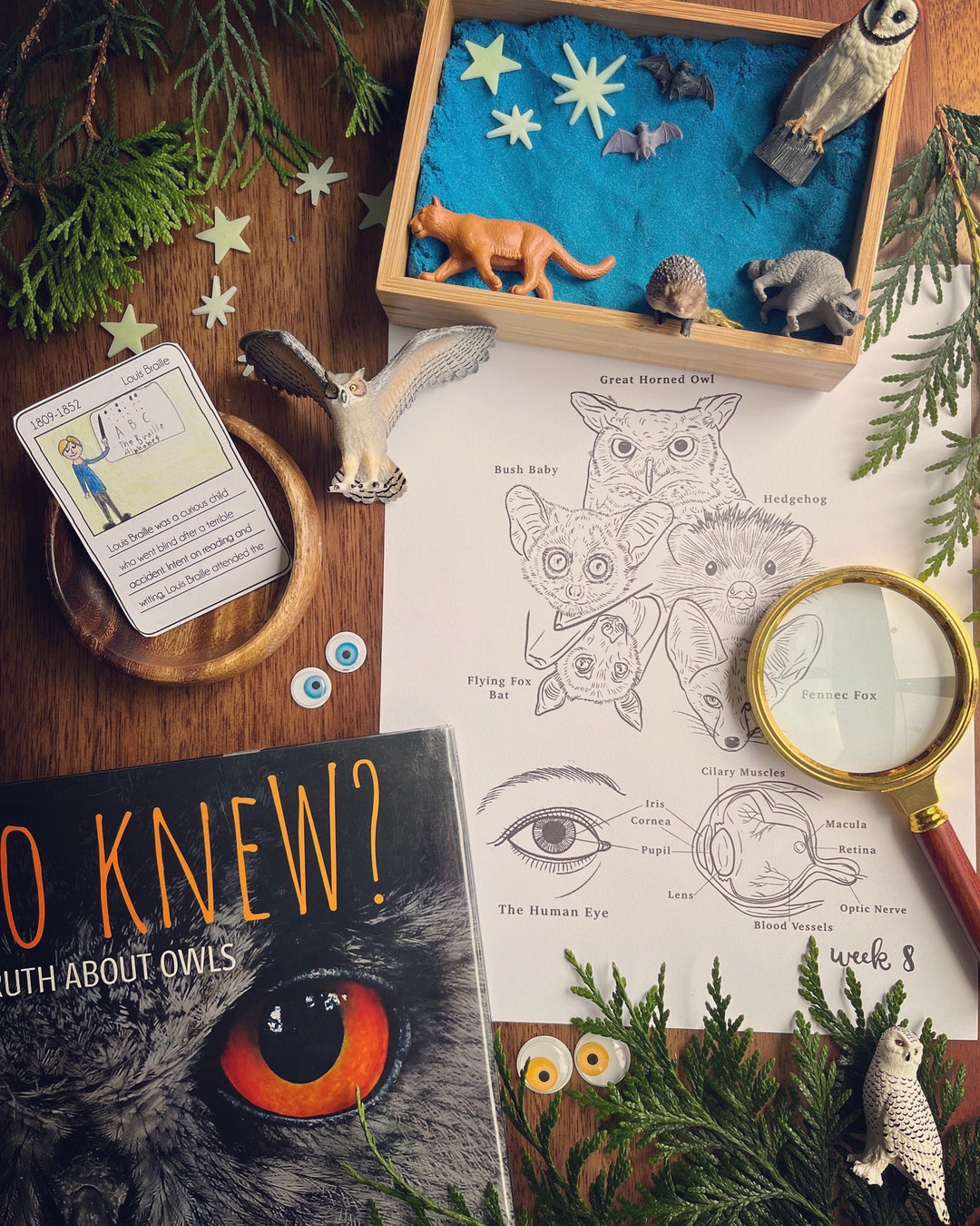 Nocturnal Animals, Owls, Eyes and Louis Braille Unit Study - Etsy