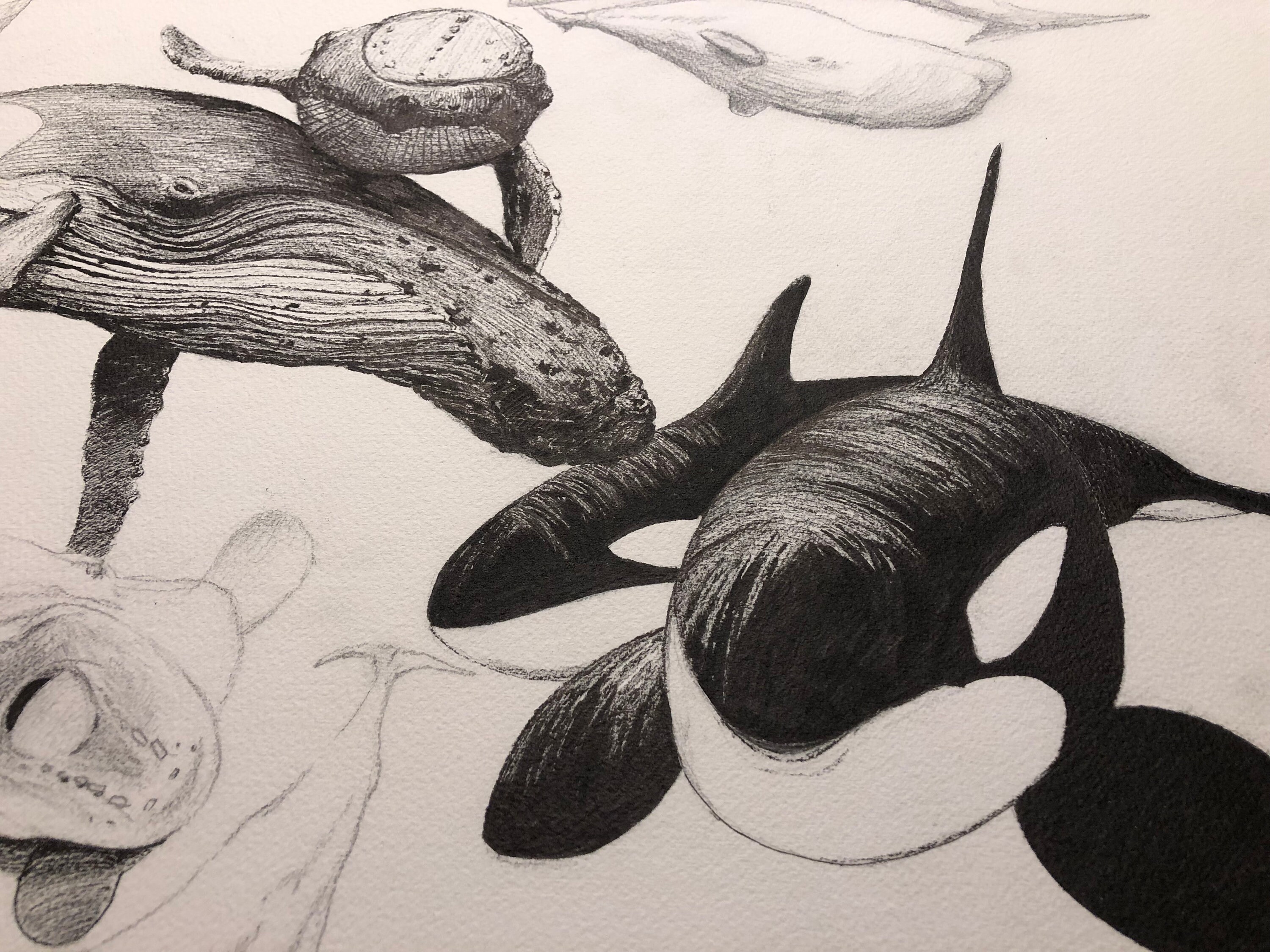 Whale Collage Art Print – Black & White Ink Drawing, Ocean Cetaceans - Etsy