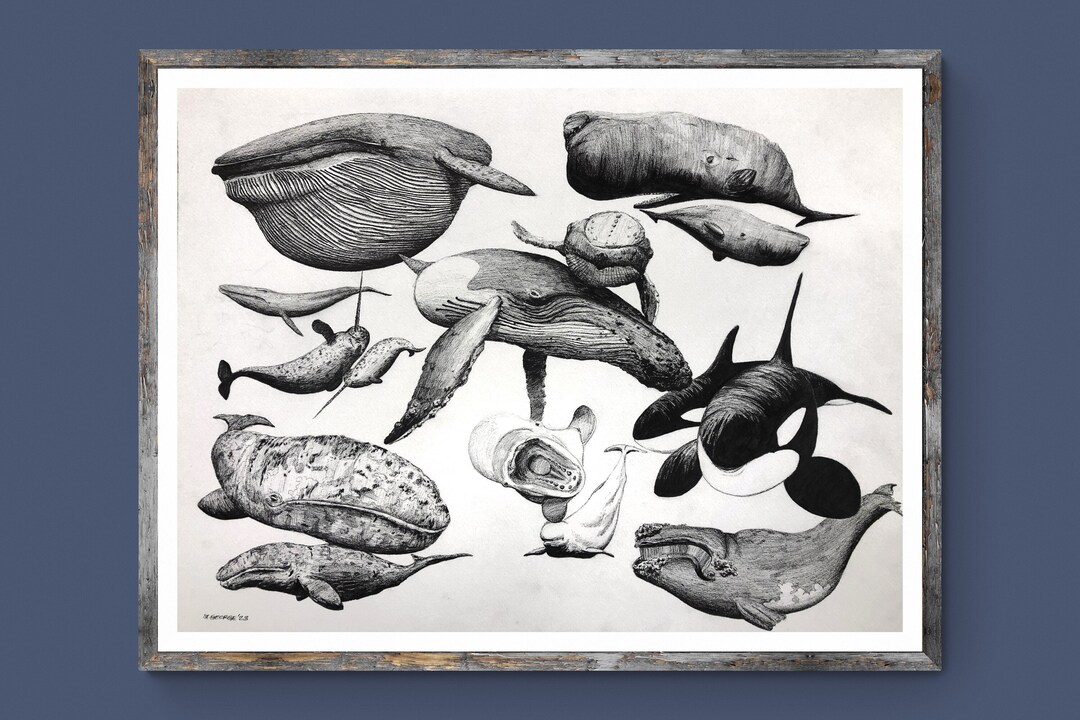 Whale Collage Art Print – Black & White Ink Drawing, Ocean Cetaceans - Etsy