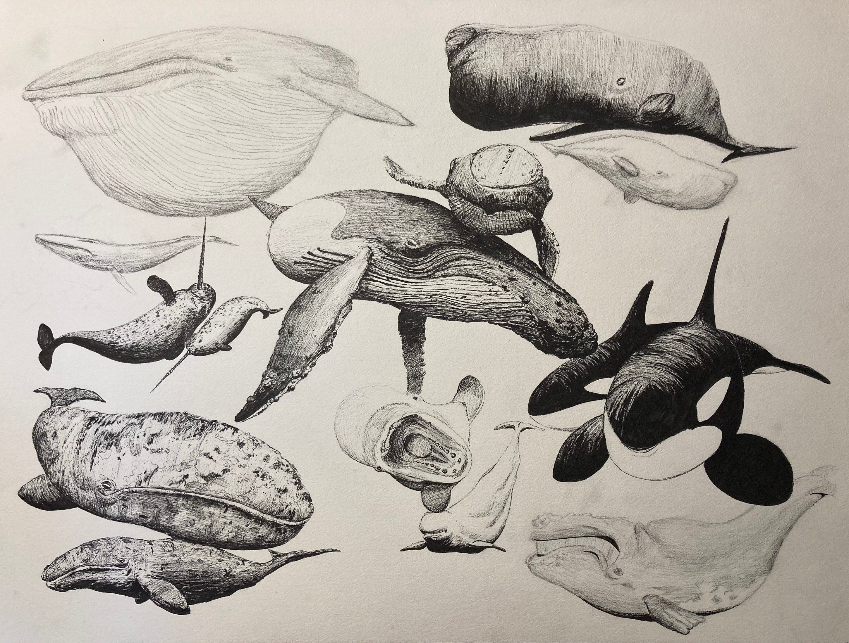 Cetaceans in Inka Drawing of Whales Original Ink Drawing & Giclée ...