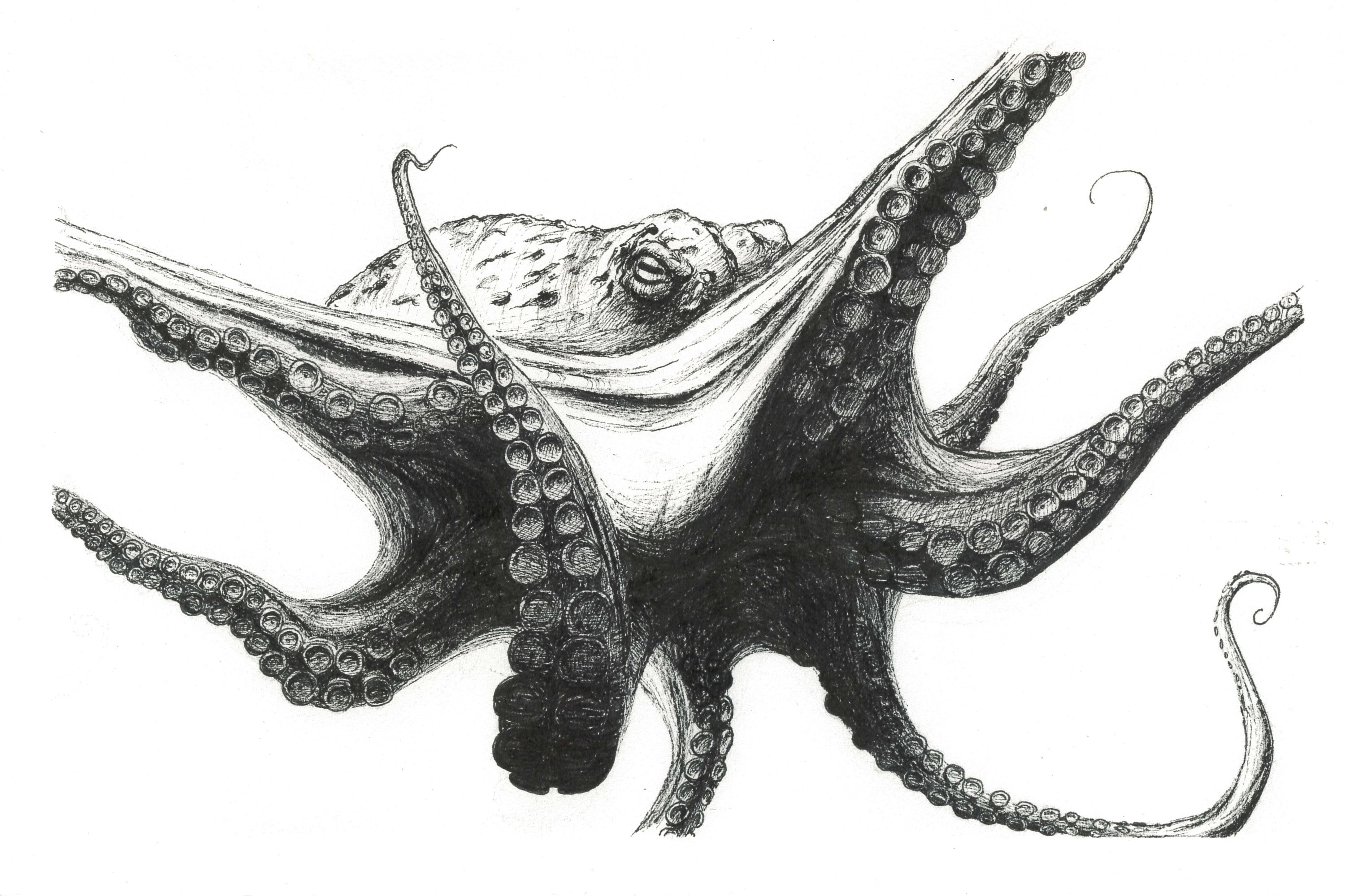 Giant Pacific Octopus Drawing