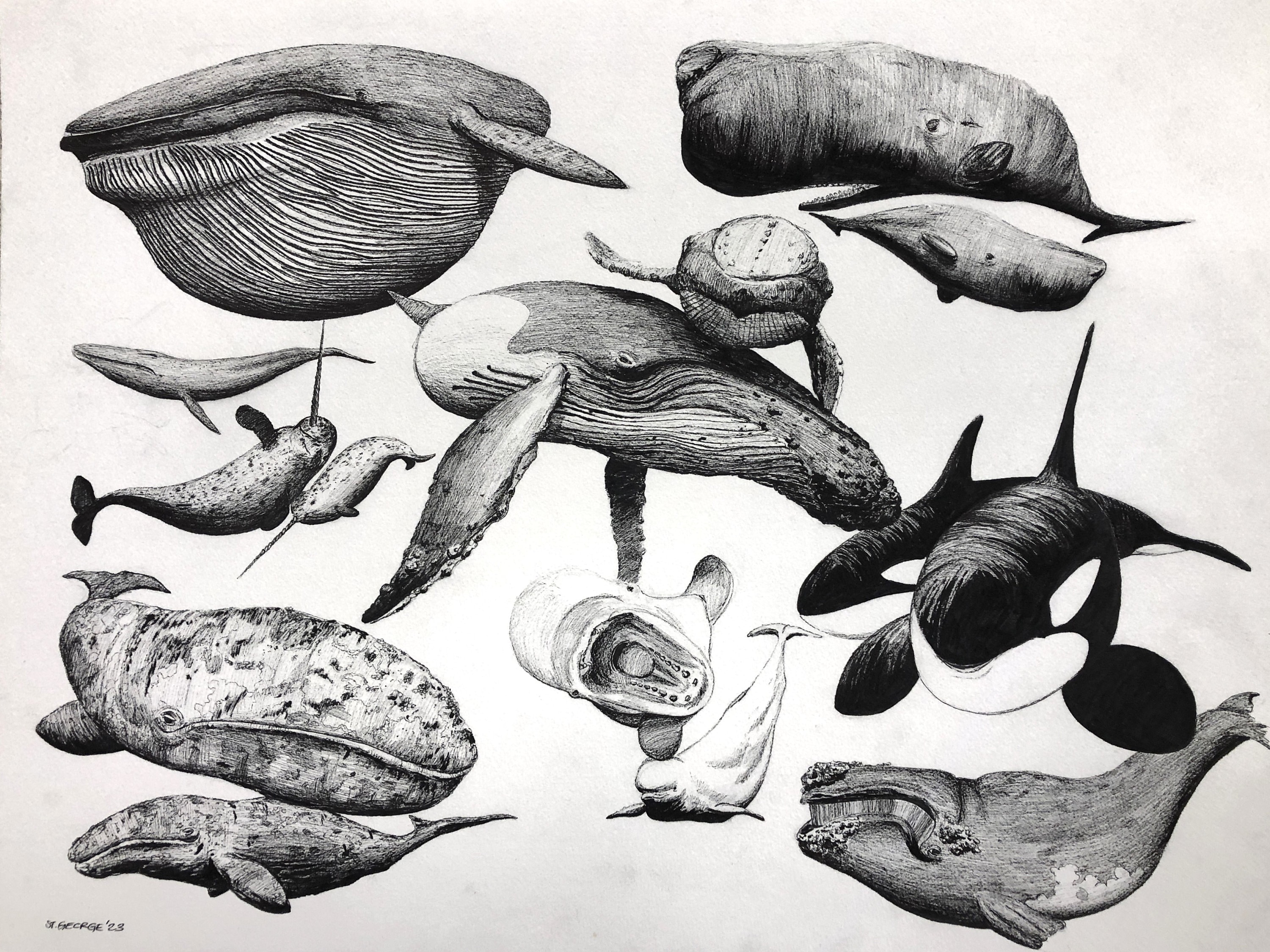 Whale Collage Art Print – Black & White Ink Drawing, Ocean Cetaceans - Etsy