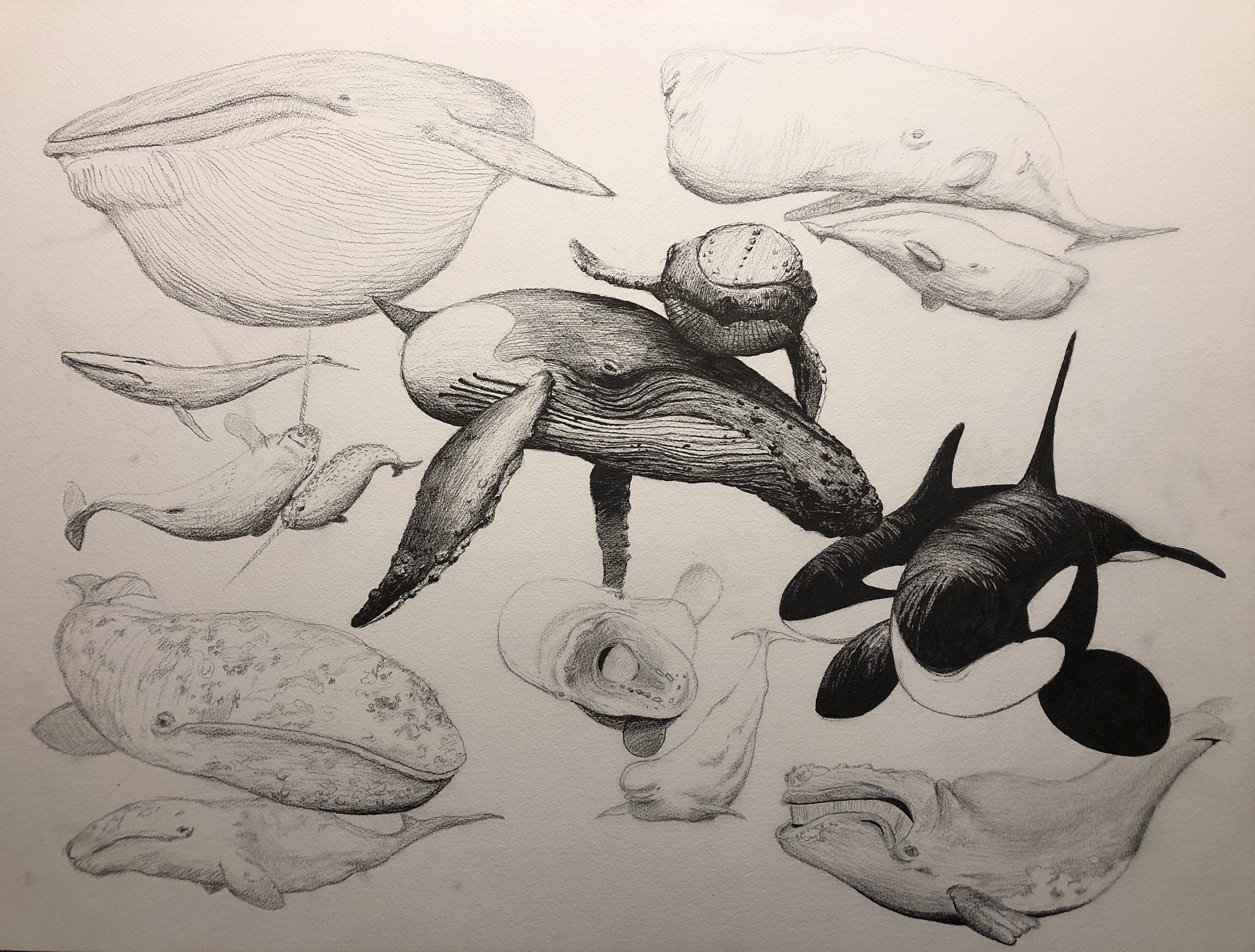 Whale Collage Art Print – Black & White Ink Drawing, Ocean Cetaceans - Etsy