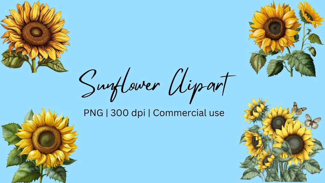 Sunflower Clipart Sunflower Bundle Sunflower SVG Sunflower - Etsy