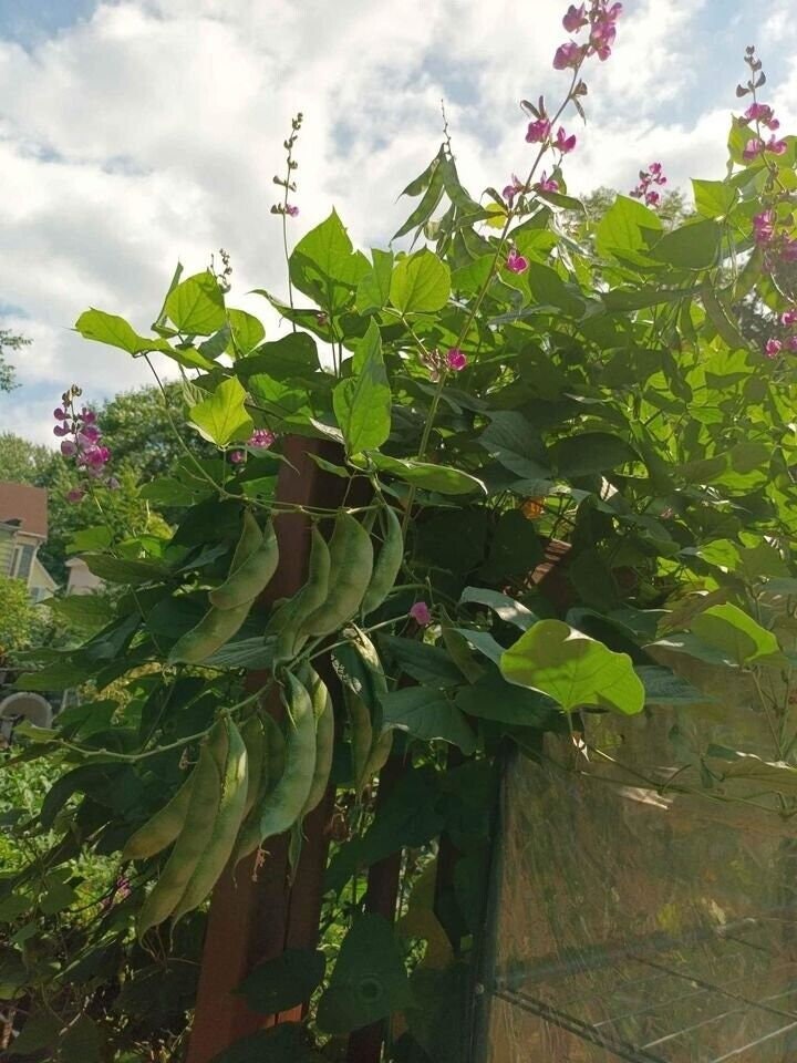 Hyacinth Bean Seeds | Asian Legume, Edible Pods - Etsy