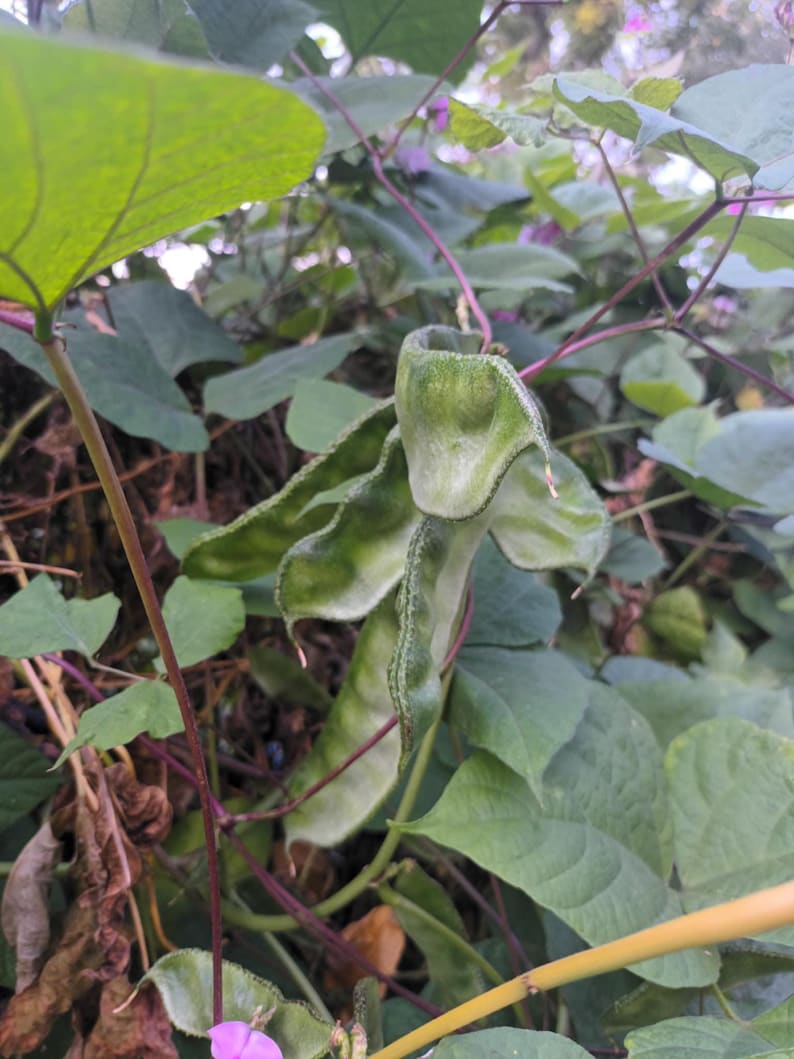 Asian Green Bean Seeds (curved) | FREE SHIPPING - Etsy