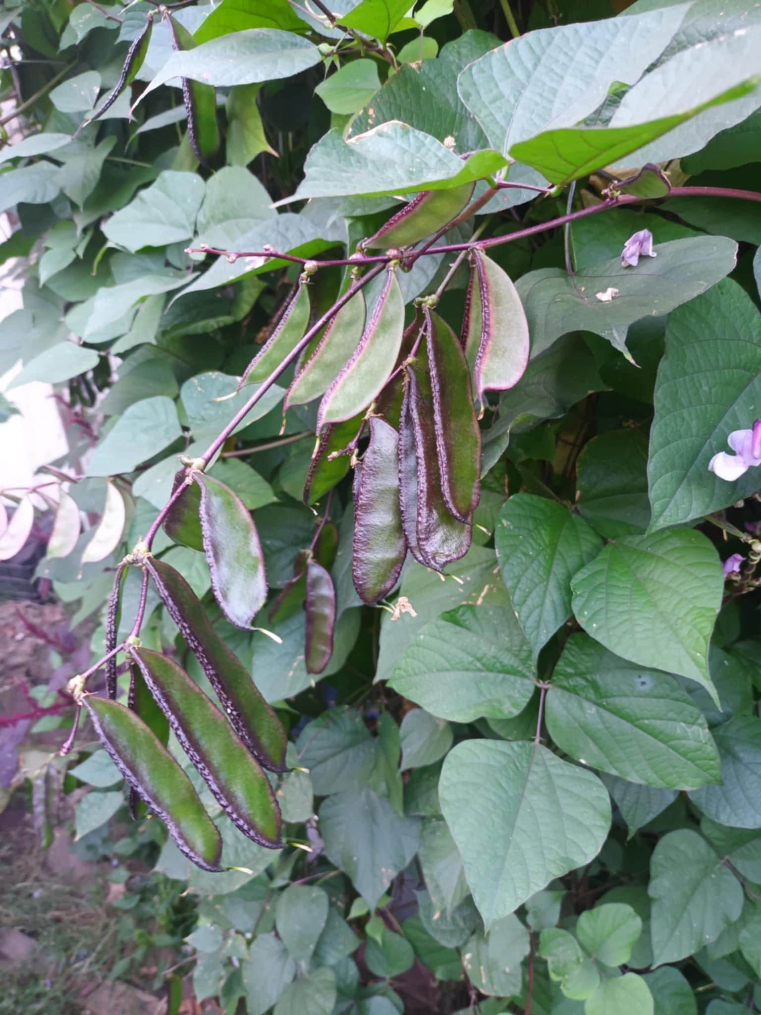 Hyacinth Bean Seeds | Asian Legume, Edible Pods - Etsy