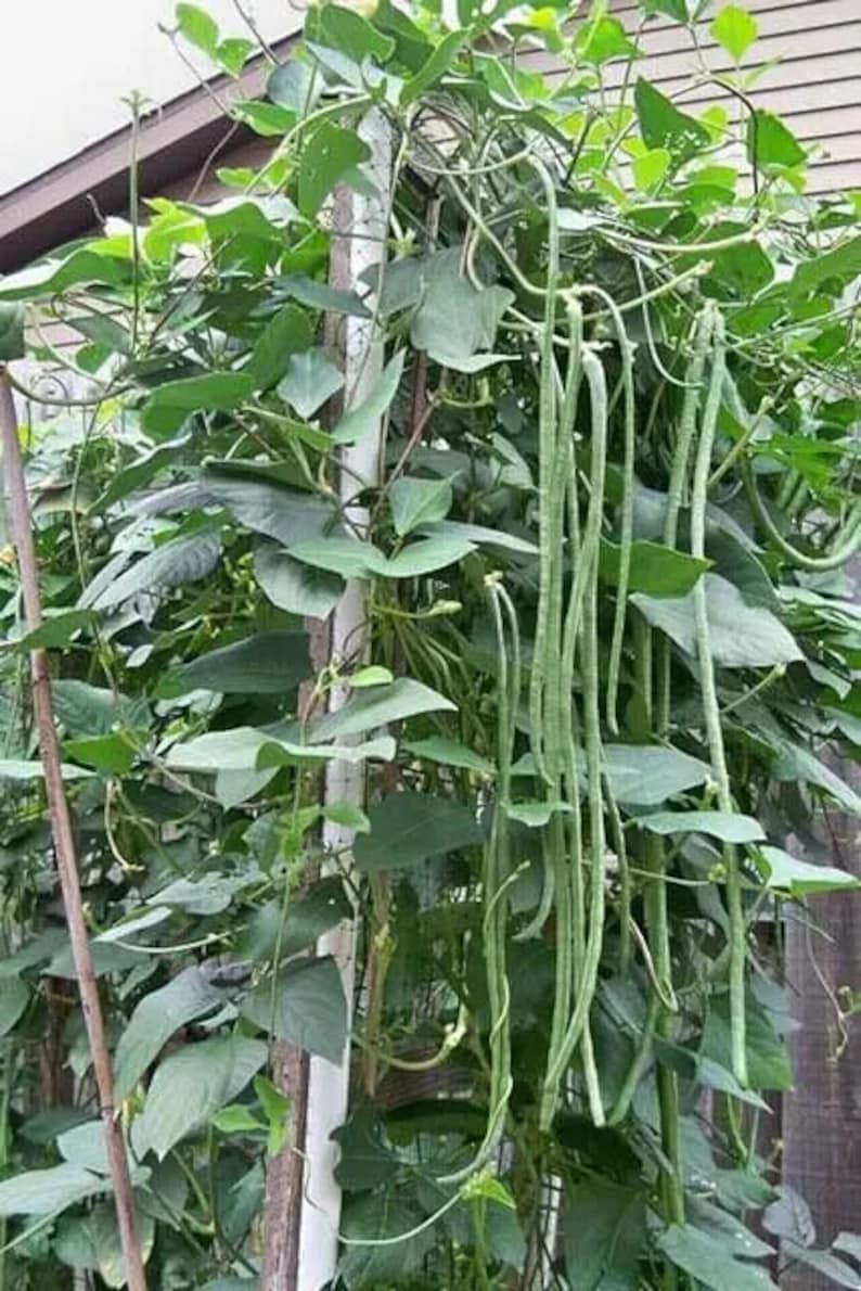 Chinese Long Beans Seeds | Asparagus Bean Seeds | NON-GMO | Fresh ...