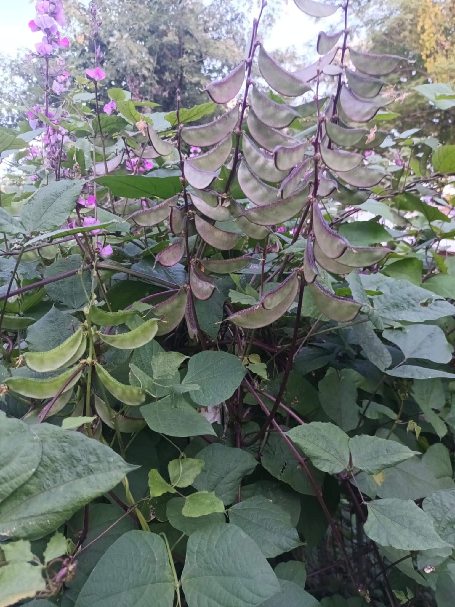 Hyacinth Bean Seeds | Asian Legume, Edible Pods - Etsy