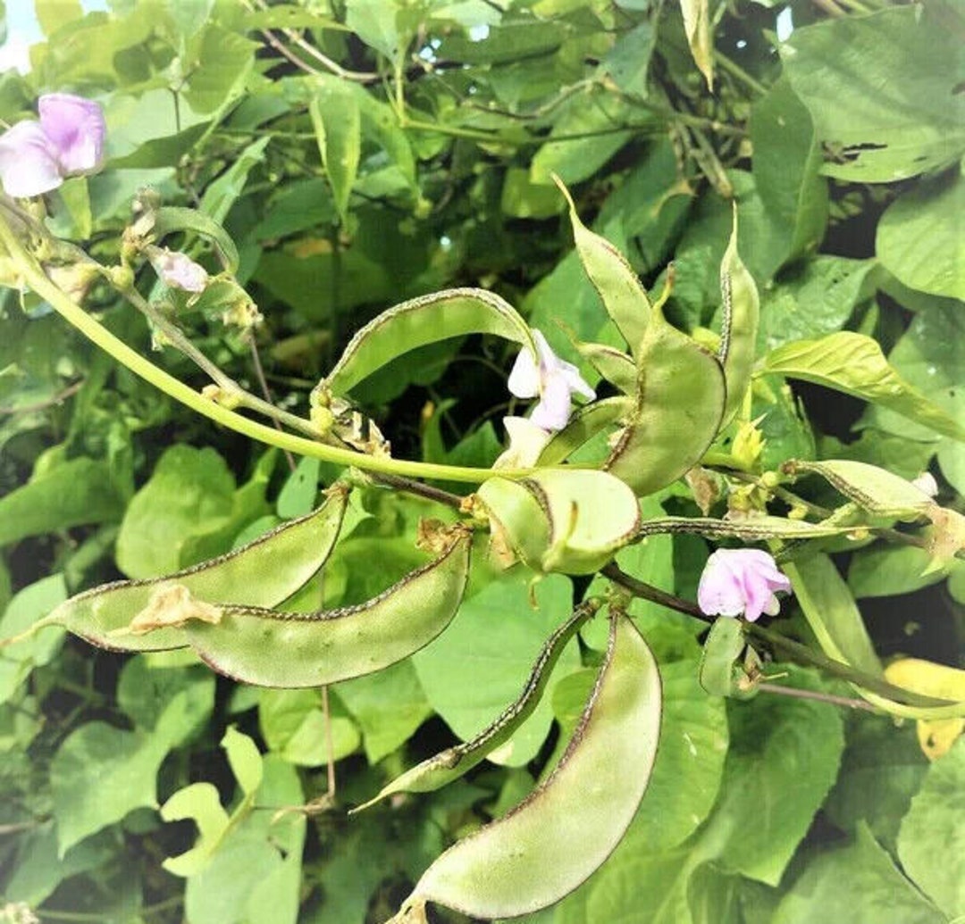 Hyacinth Bean Seeds | Asian Legume, Edible Pods - Etsy