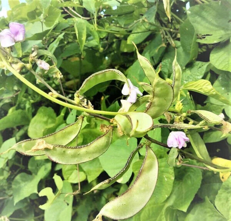 Asian Bean Seeds Packet | Hyacinth Seed | Fresh and Organic | Free ...