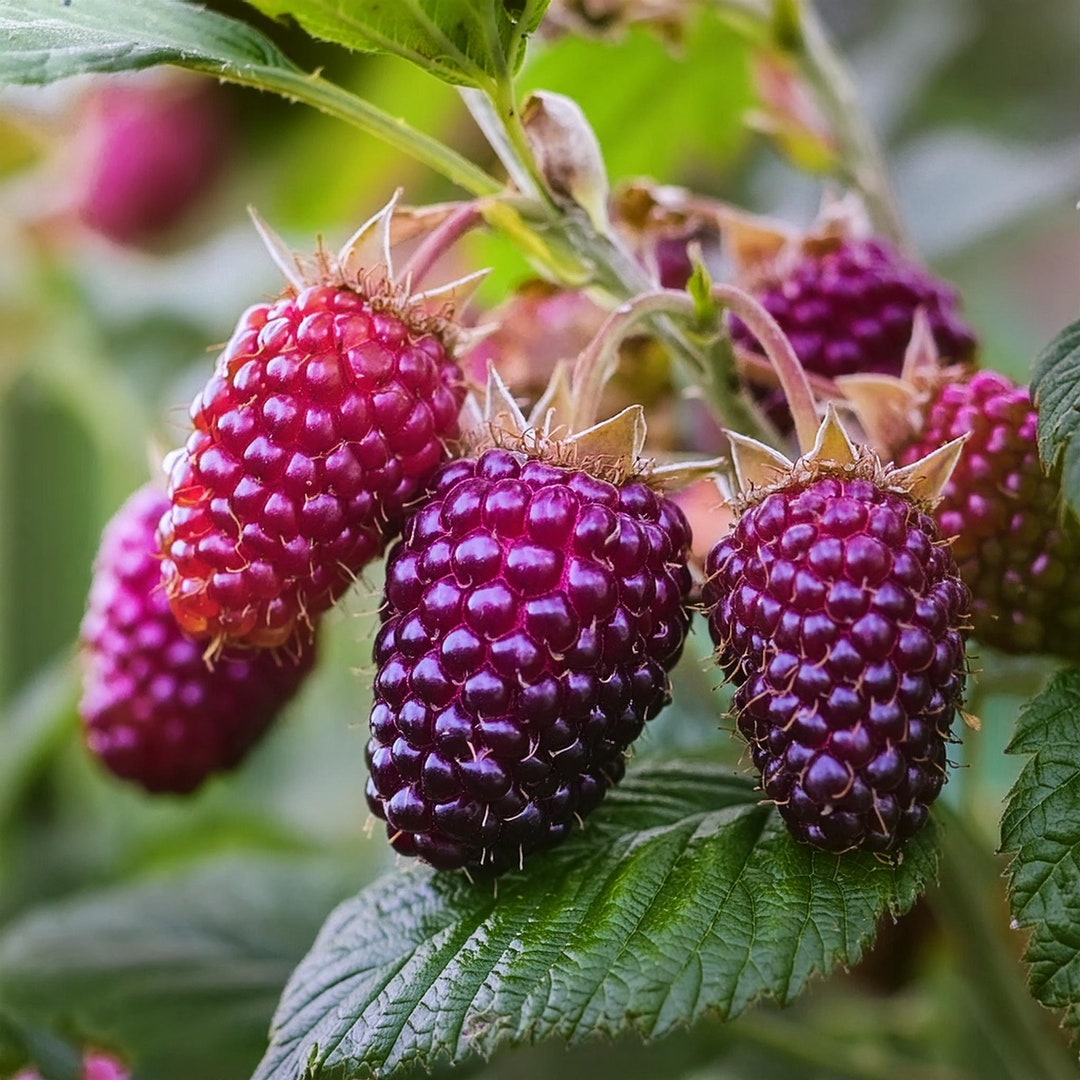 Tayberry Plant, Blackberry Raspberry Hybrid, Bare Root Cane Fruit - Etsy