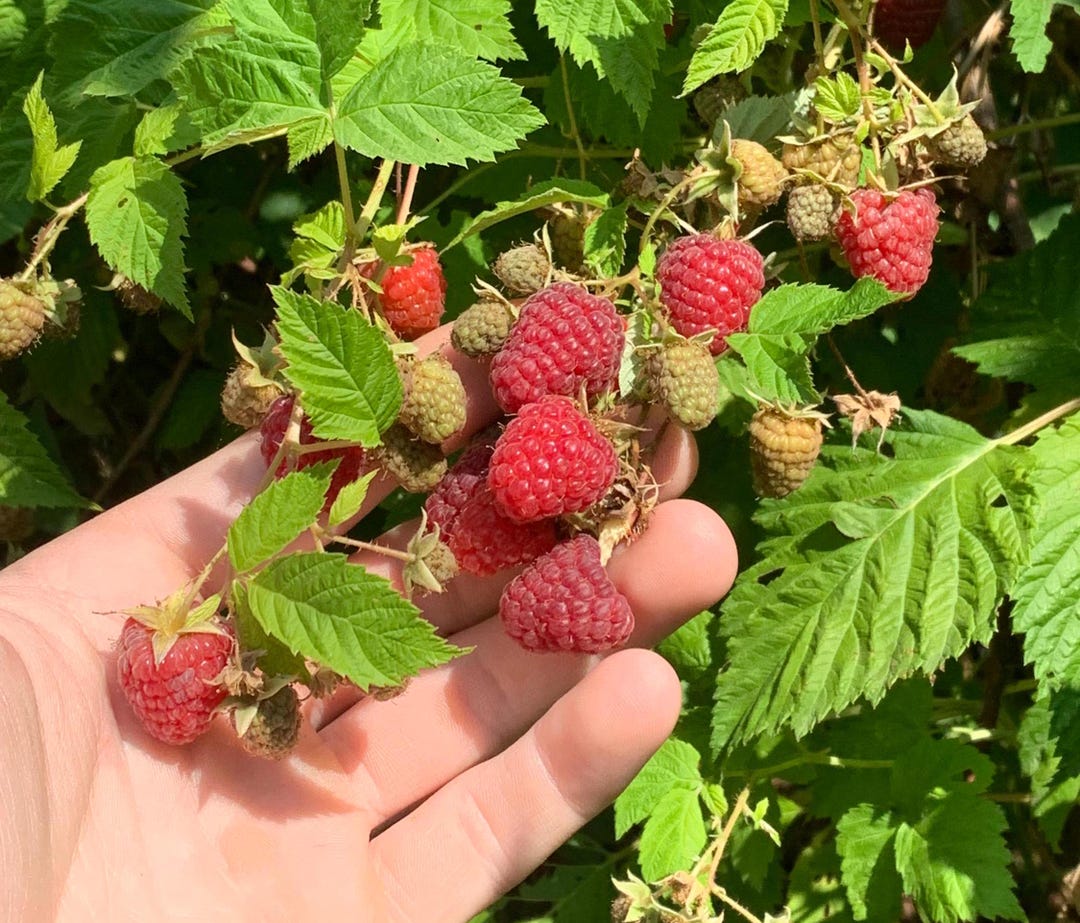Organic Meeker Raspberry Plant, Bare Root, June Bearing - Etsy