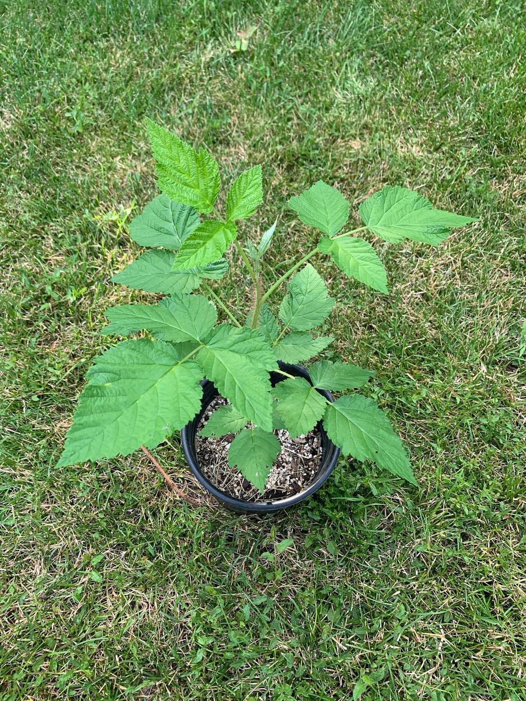 Organic Raspberry Plant, Edible Berry Start, Raspberry Bush, Gardening ...