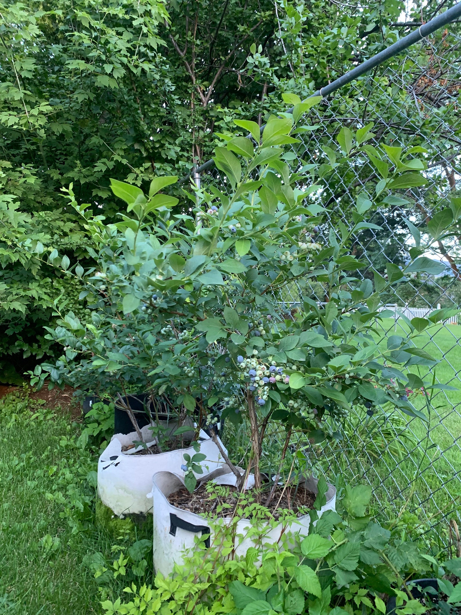 Northern Highbush Blueberry Plant, Bare Root Edible Berry Bush - Etsy