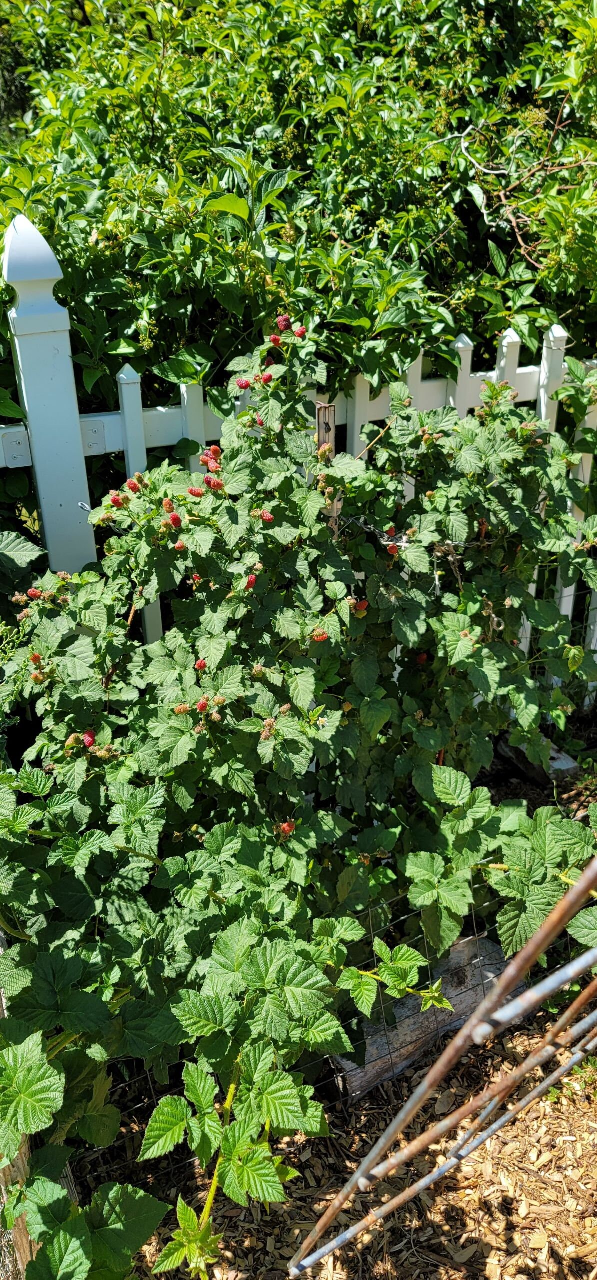 Organic Raspberry Plant, Edible Berry Start, Raspberry Bush, Gardening ...