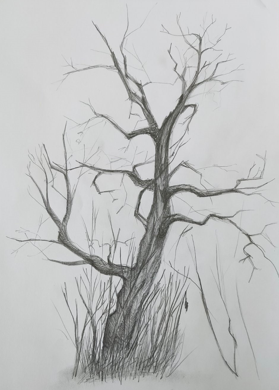 Fine Art Tree Pencil Drawing, Handmade Original Sketch, Realistic ...
