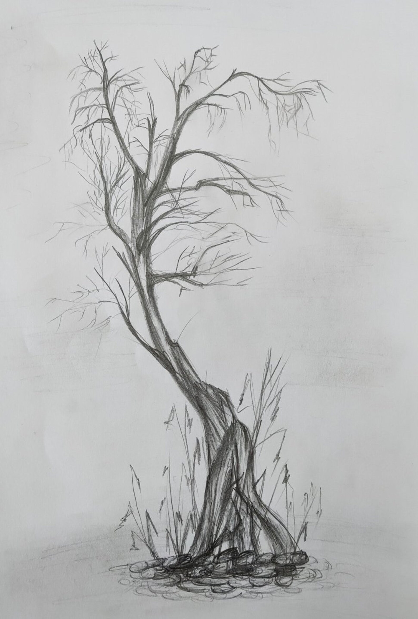 Fine Art Tree Pencil Drawing, Handmade Original Sketch, Realistic ...