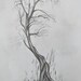 Fine Art Tree Pencil Drawing, Handmade Original Sketch, Realistic ...