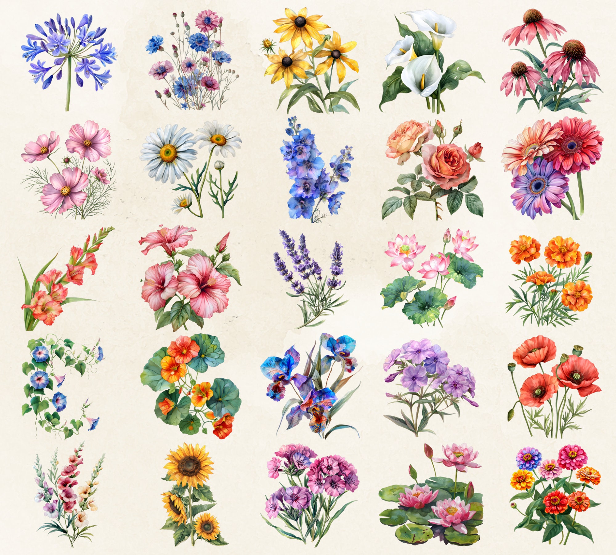 Summer Flowers Cliparts Garden Floral Graphics Bundle Agapanthus Flower ...