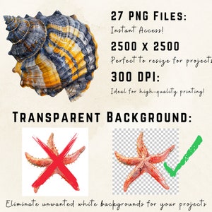 Watercolor Seashell Clipart Seashell Clipart Seashell PNG Seashell Art ...
