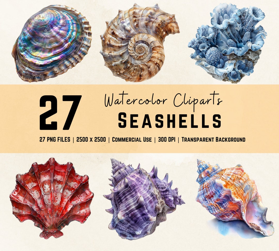 Watercolor Seashell Clipart Seashell Clipart Seashell PNG Seashell Art ...