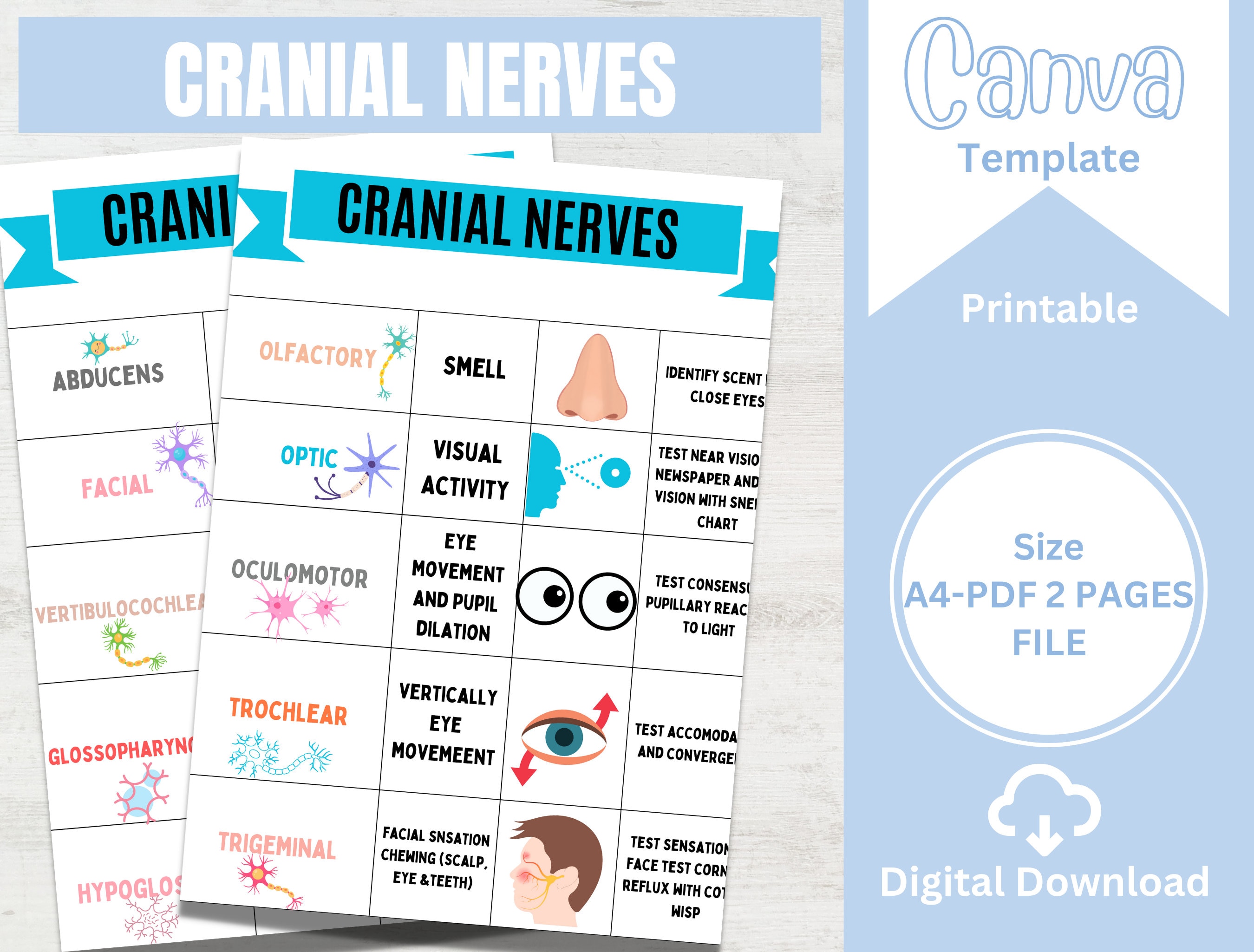 Cranial Nerves Study Guide Worksheet 2 Pages Digital - Etsy UK