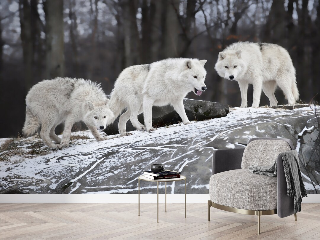 Three White Wolves Wallpaper: Animal Wall Art, Peel and Stick - Etsy