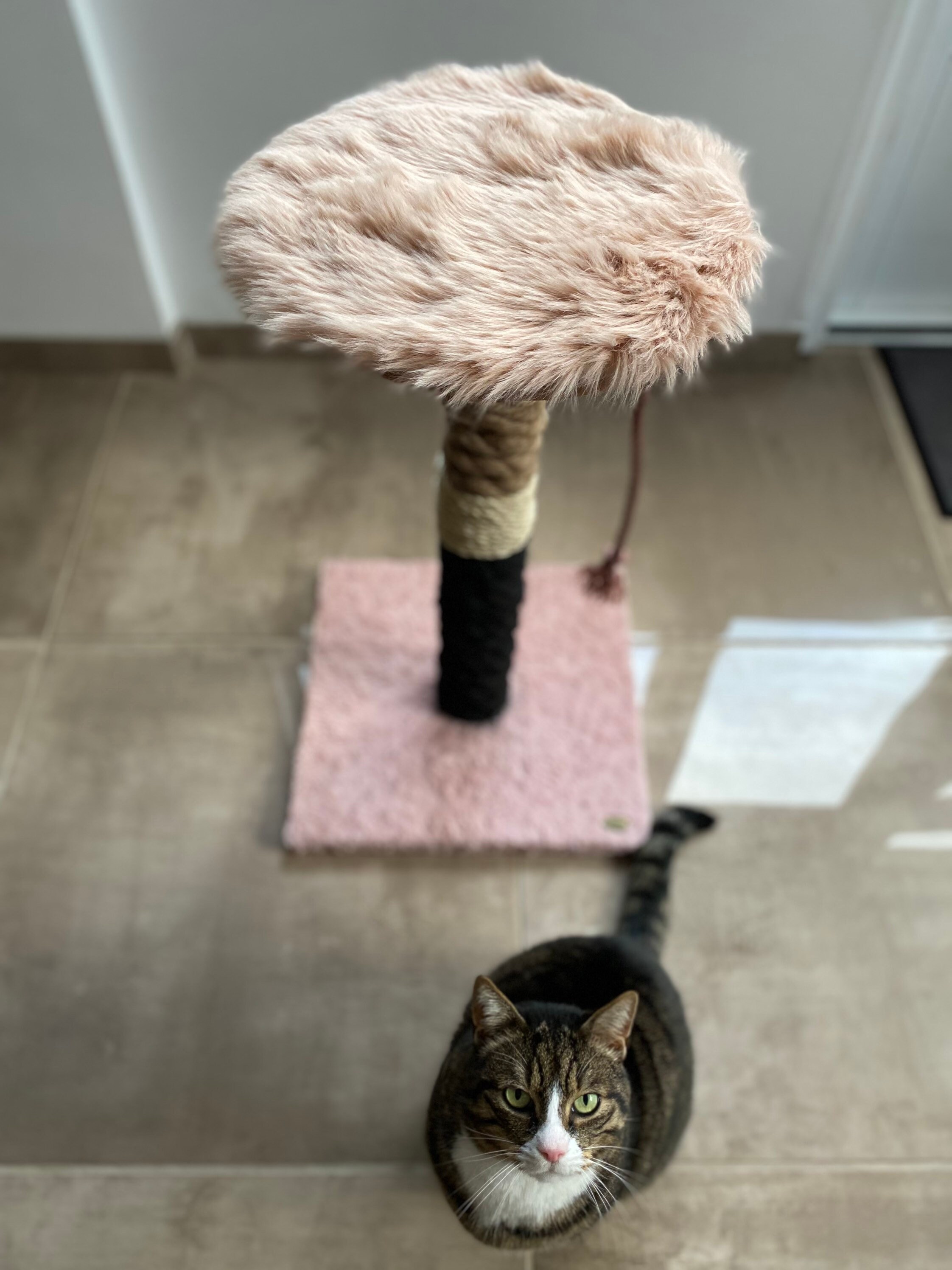 Unique Scratching Post HANMADE | Crab Furniture - Etsy