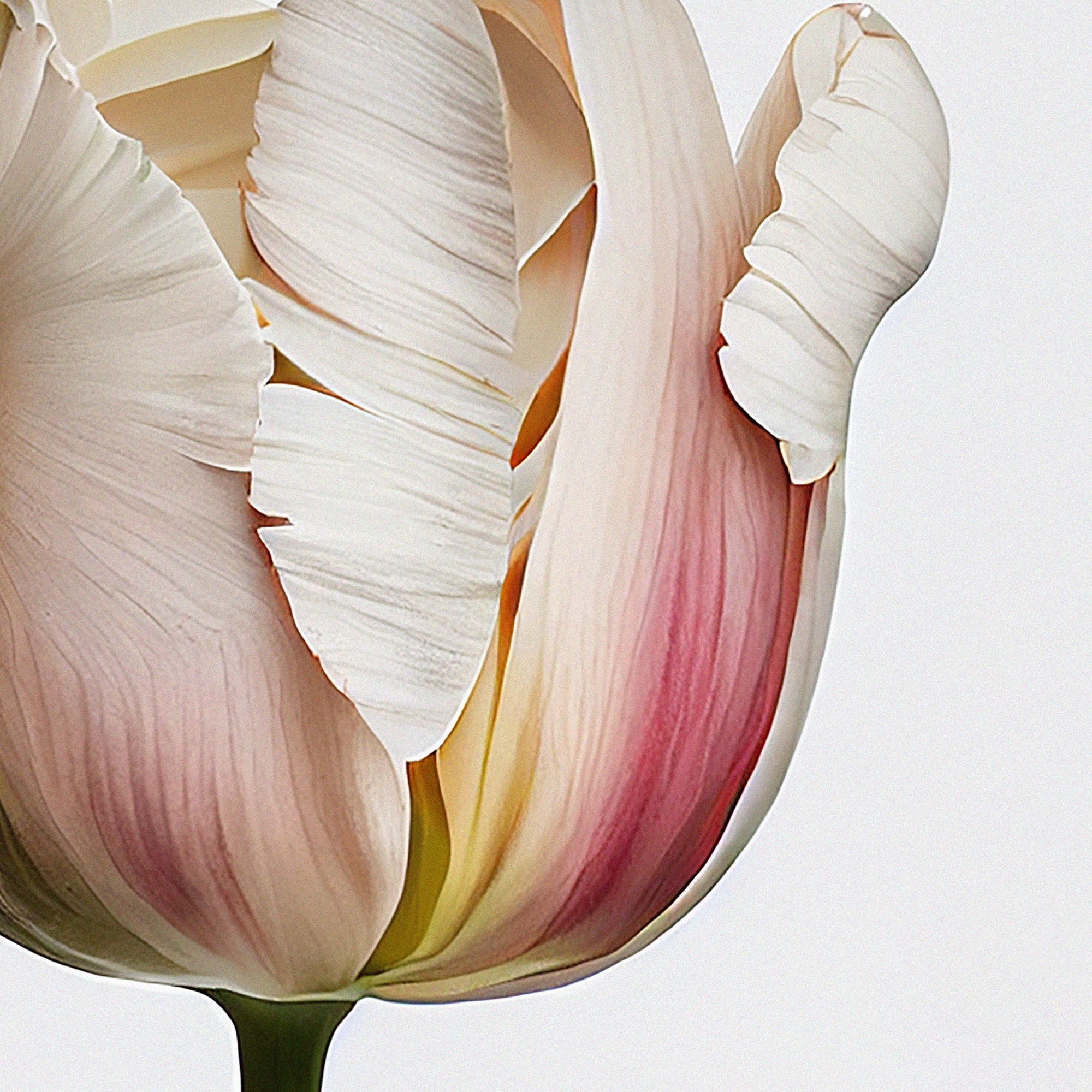 Tulip Flower Poster, Wall Decoration, Decor, Printable, Floral Wild ...