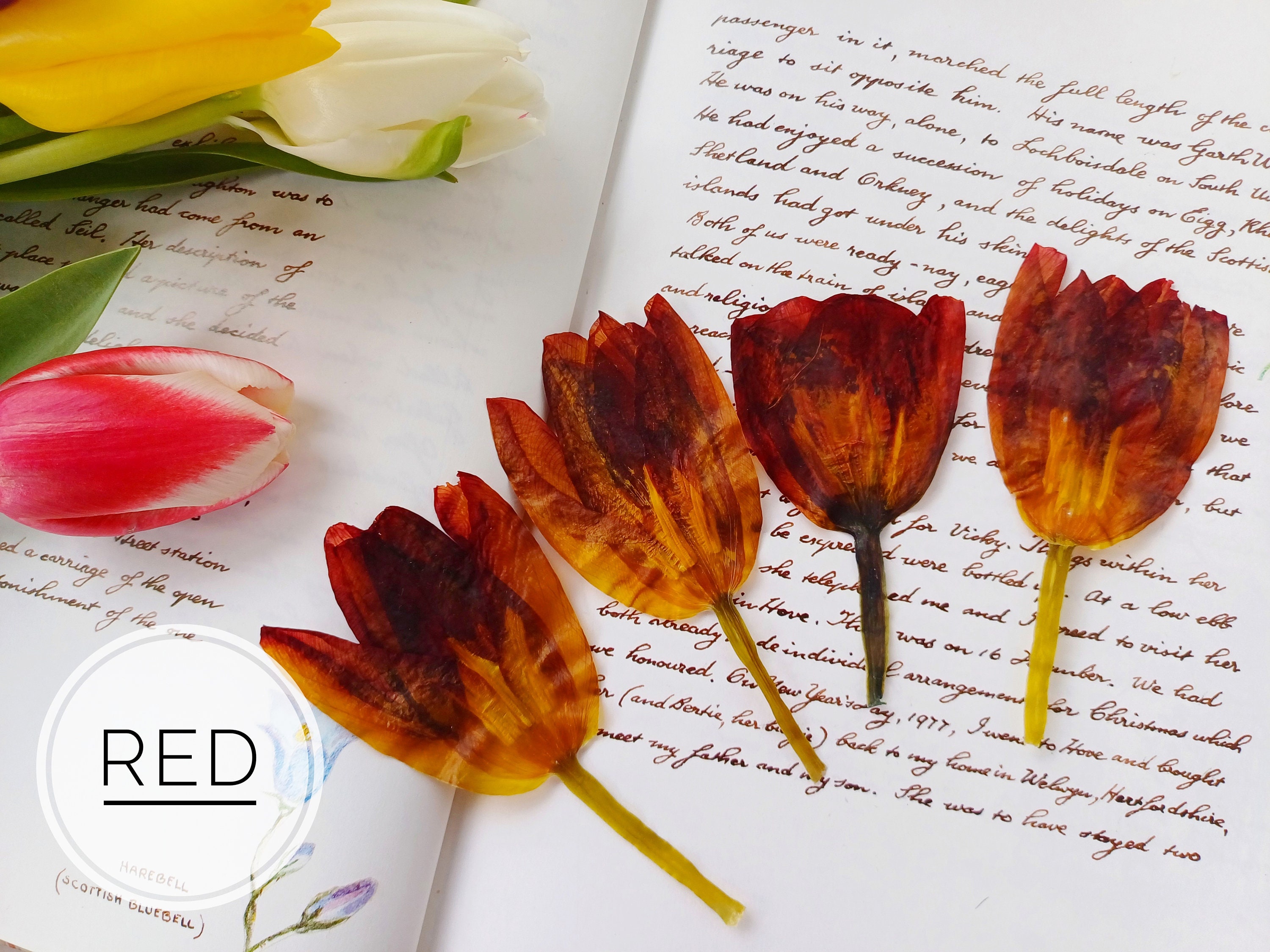 Pressed Flowers, Real Tulips, Dried Flowers for Resin, Flowers on Stalk ...