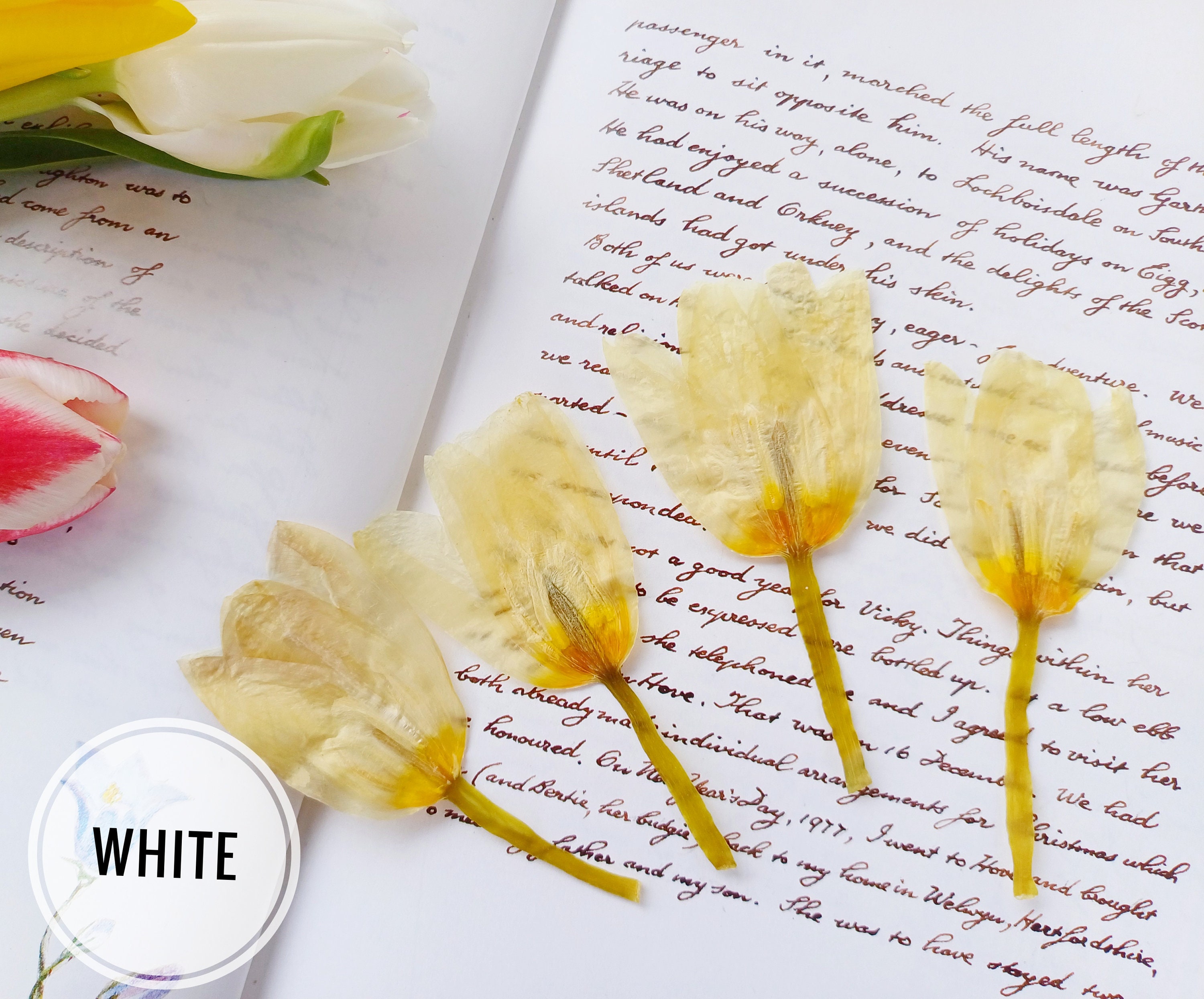 Pressed Flowers, Real Tulips, Dried Flowers for Resin, Flowers on Stalk ...