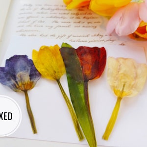 Pressed Flowers, Real Tulips, Dried Flowers for Resin, Flowers on Stalk ...