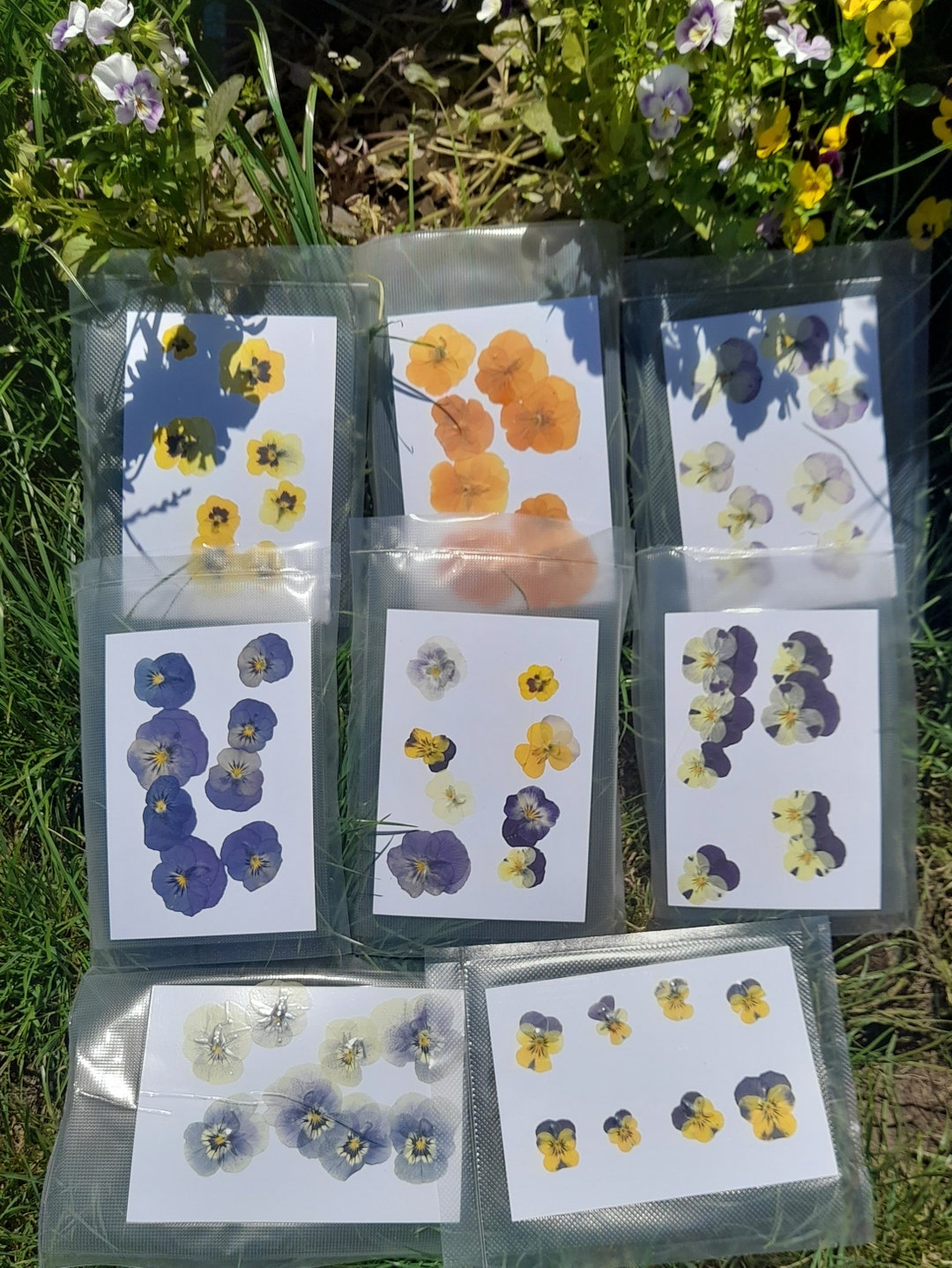 Pressed Pansies, Pansy Violas, Real Dried Flowers, Resin-making ...