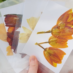 Pressed Flowers, Real Tulips, Dried Flowers for Resin, Flowers on Stalk ...