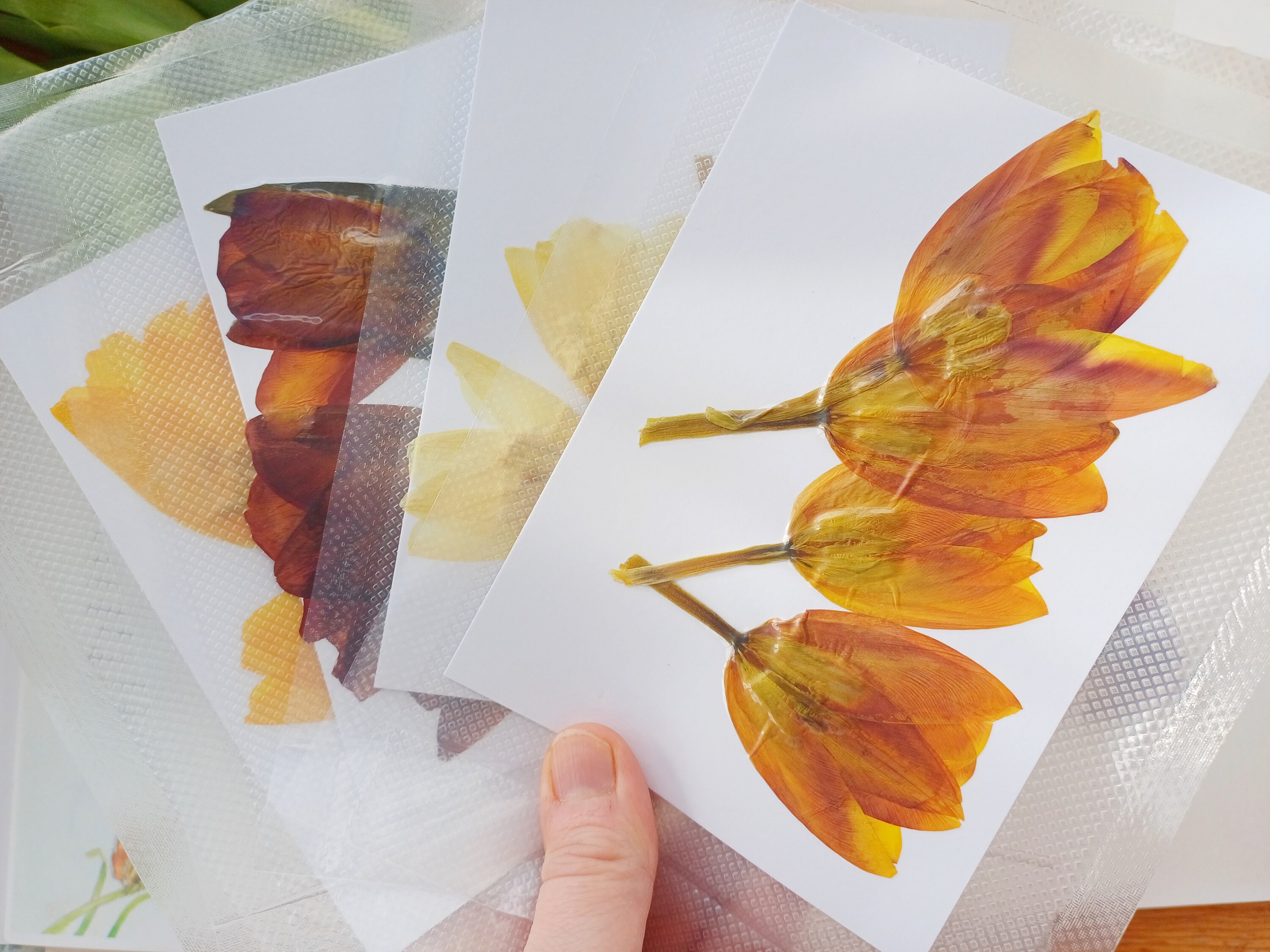 Pressed Flowers, Real Tulips, Dried Flowers for Resin, Flowers on Stalk ...