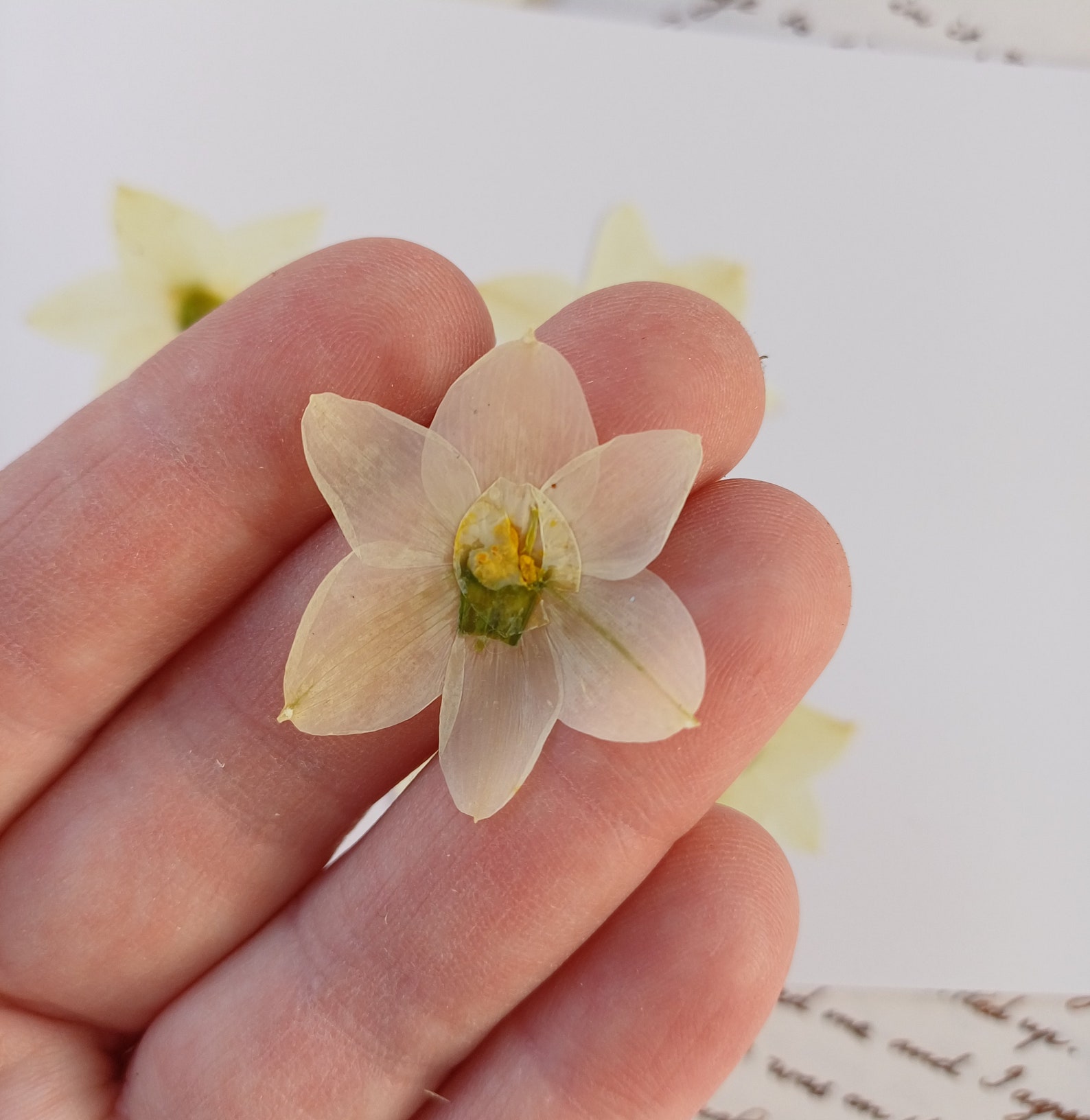 White Narcissus, Small Daffodils, Pressed Flowers , Real Dried Flowers ...