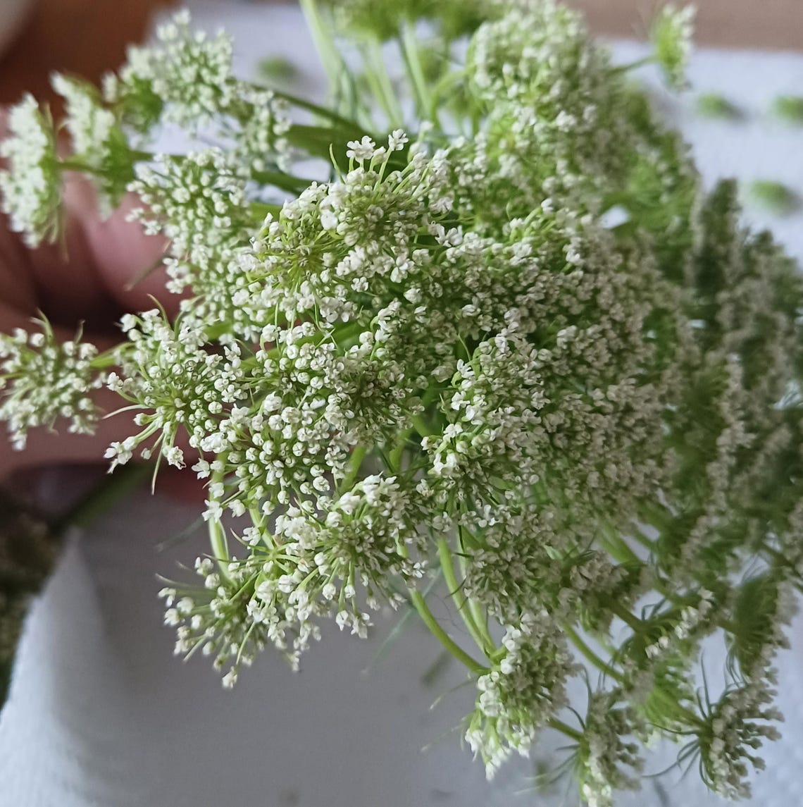 Pressed Flowers on Stalks , Toothpick Plant, Craft Supplies for ...