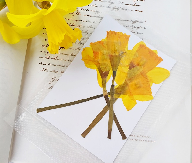 Pressed Daffodils, Dried Flowers, Resin Making, Craft Supplies ...
