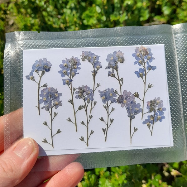 Dried Forget Me Not - Etsy