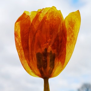 Pressed Flowers, Real Tulips, Dried Flowers for Resin, Flowers on Stalk ...