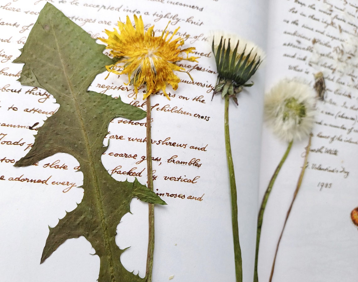 Real Dandelions, Dried Flowers, Dandelion Stages, Pressed Flowers ...