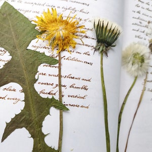 Real Dandelions, Dried Flowers, Dandelion Stages, Pressed Flowers ...
