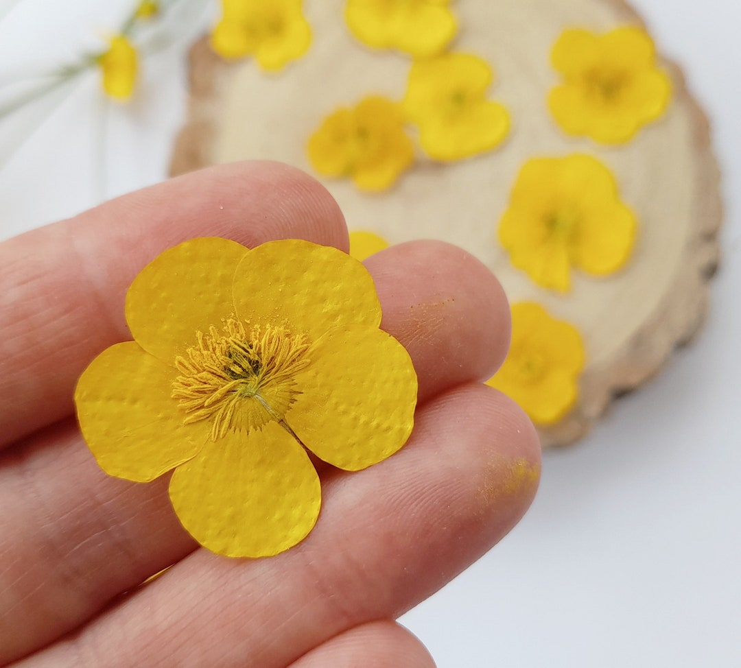 Real Buttercup, Dried Flowers , Pressed Flowers, Card Making, Resin ...